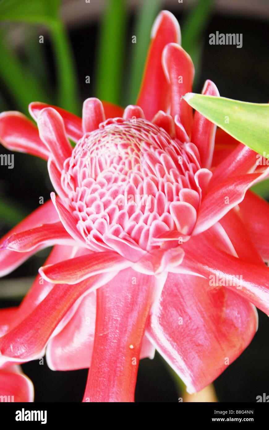 Dalah flower hi-res stock photography and images - Alamy