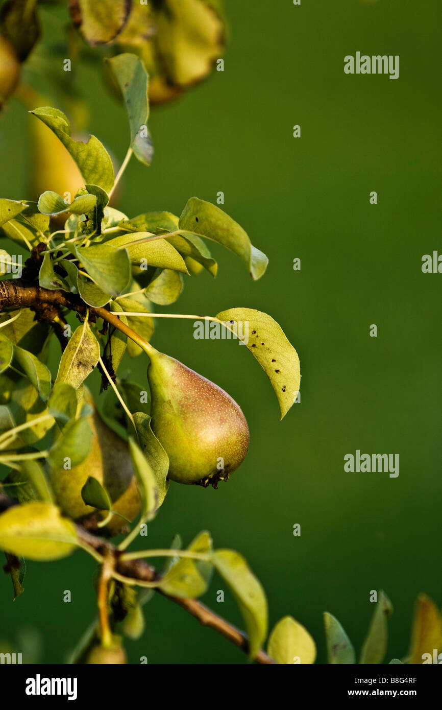 Pear tree fruit hi-res stock photography and images - Alamy