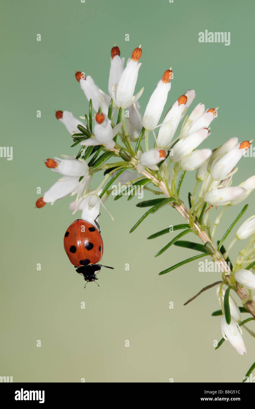 7-spot Ladybird - Coccinella 7-punctata on Heather Flowers Stock Photo ...