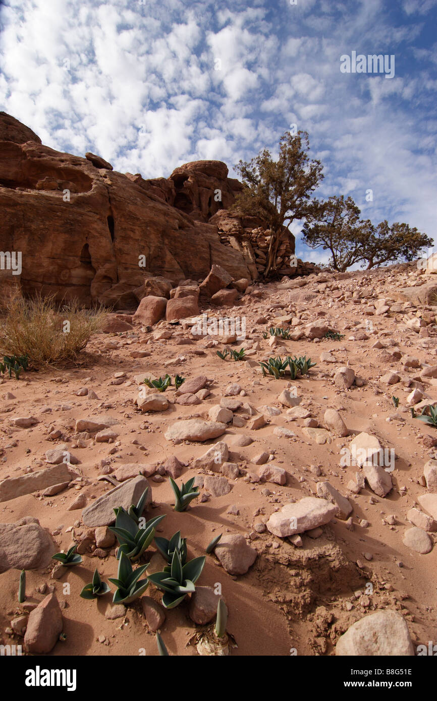 petra,site, desert,flora,jordan, middle, east, the, indiana, jones, and ...