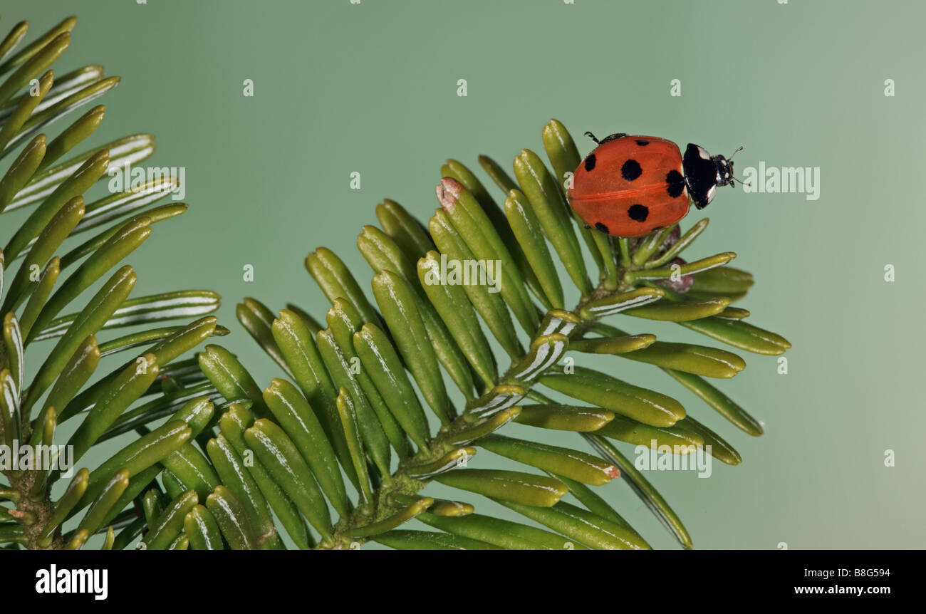7-spot Ladybird - Coccinella 7-punctata on Pine Stock Photo - Alamy