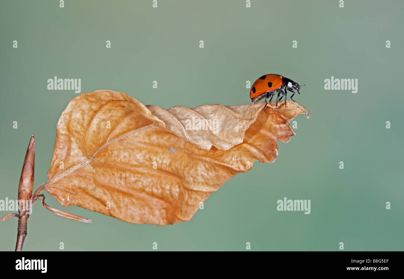 Coccinella 7 punctata leaf hi-res stock photography and images - Alamy