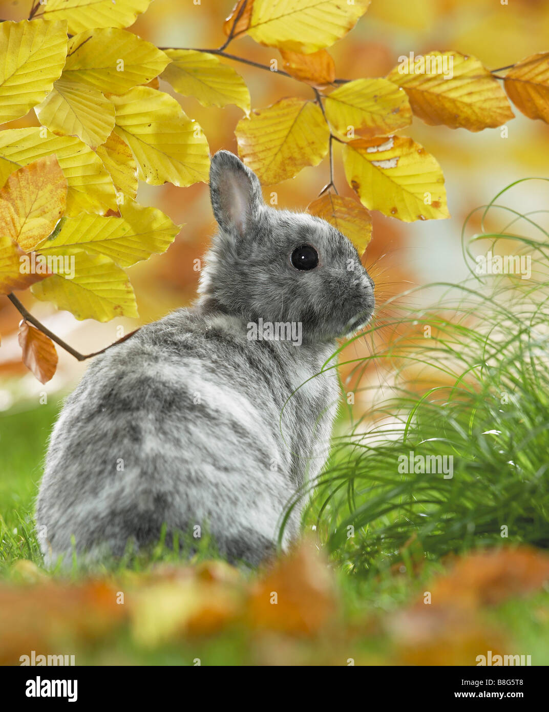 dwarf rabbit on meadow Stock Photo - Alamy
