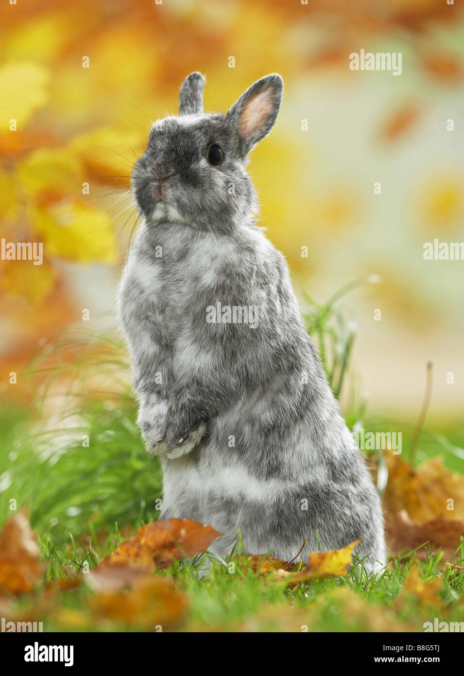 dwarf rabbit on meadow Stock Photo - Alamy