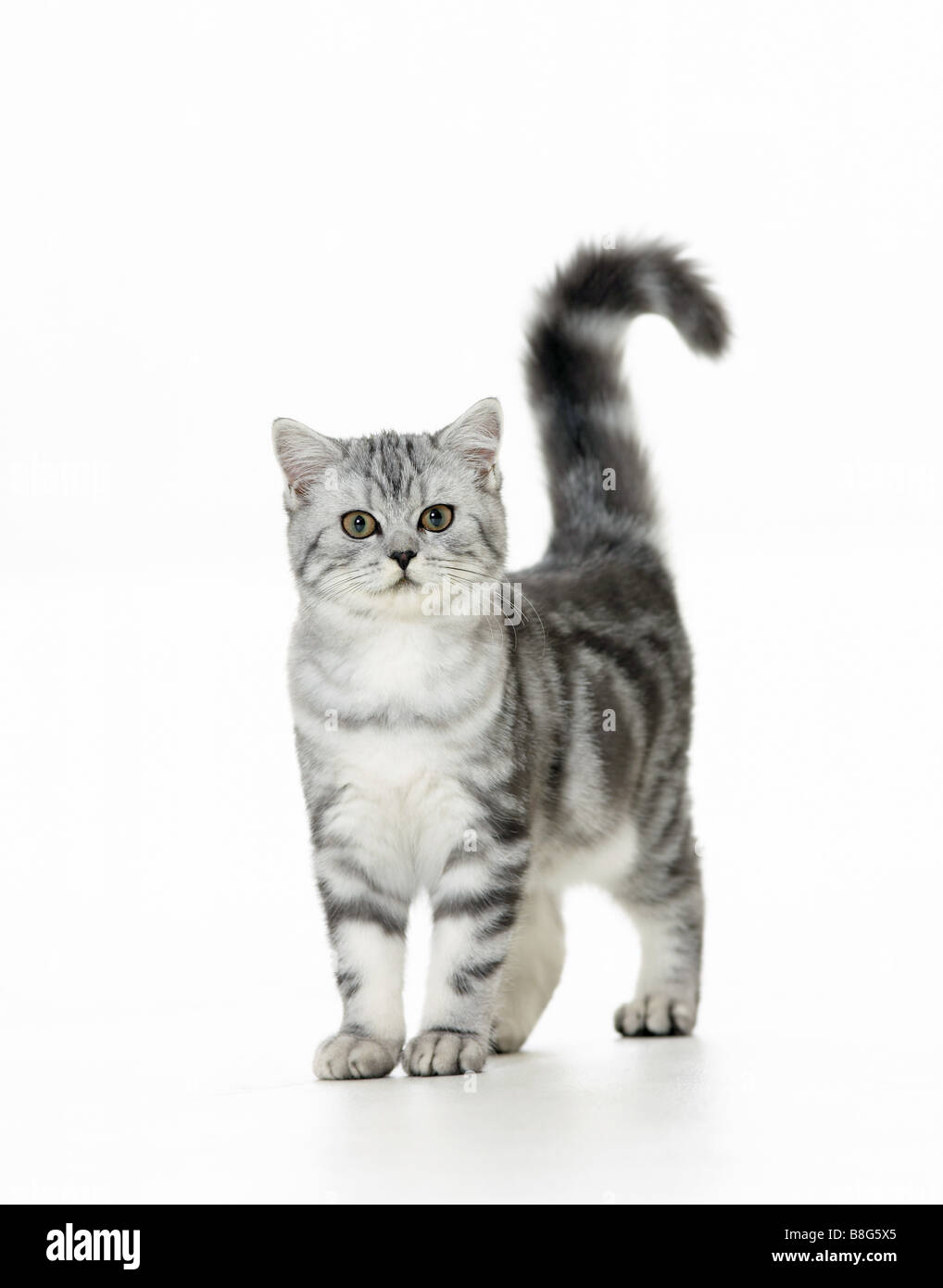 British Shorthair cat - kitten - cut out Stock Photo - Alamy
