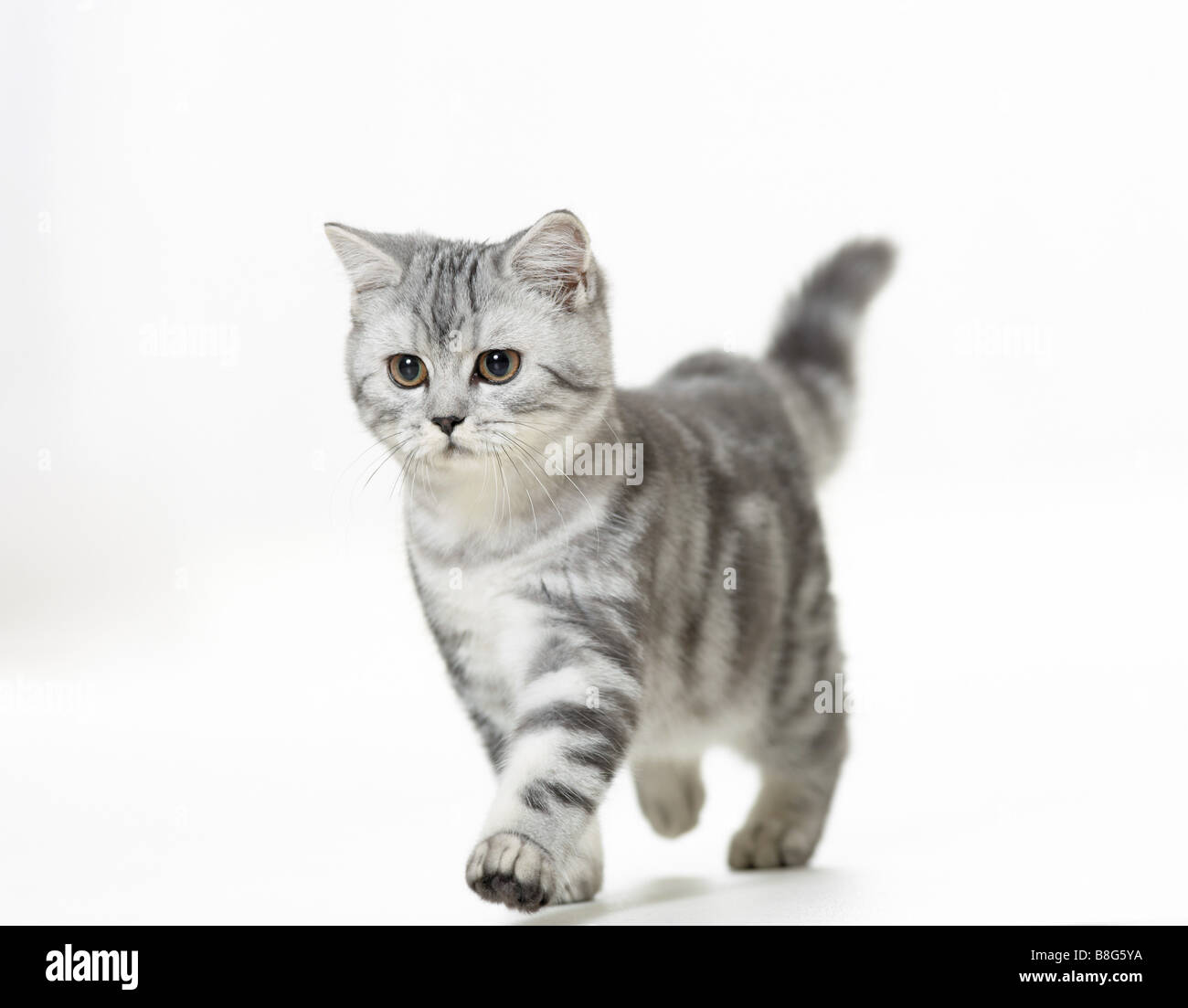 British shorthair cat walking cut hi-res stock photography and images ...