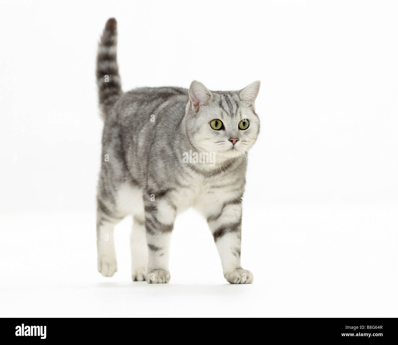 Short haired walking Cut Out Stock Images & Pictures - Alamy