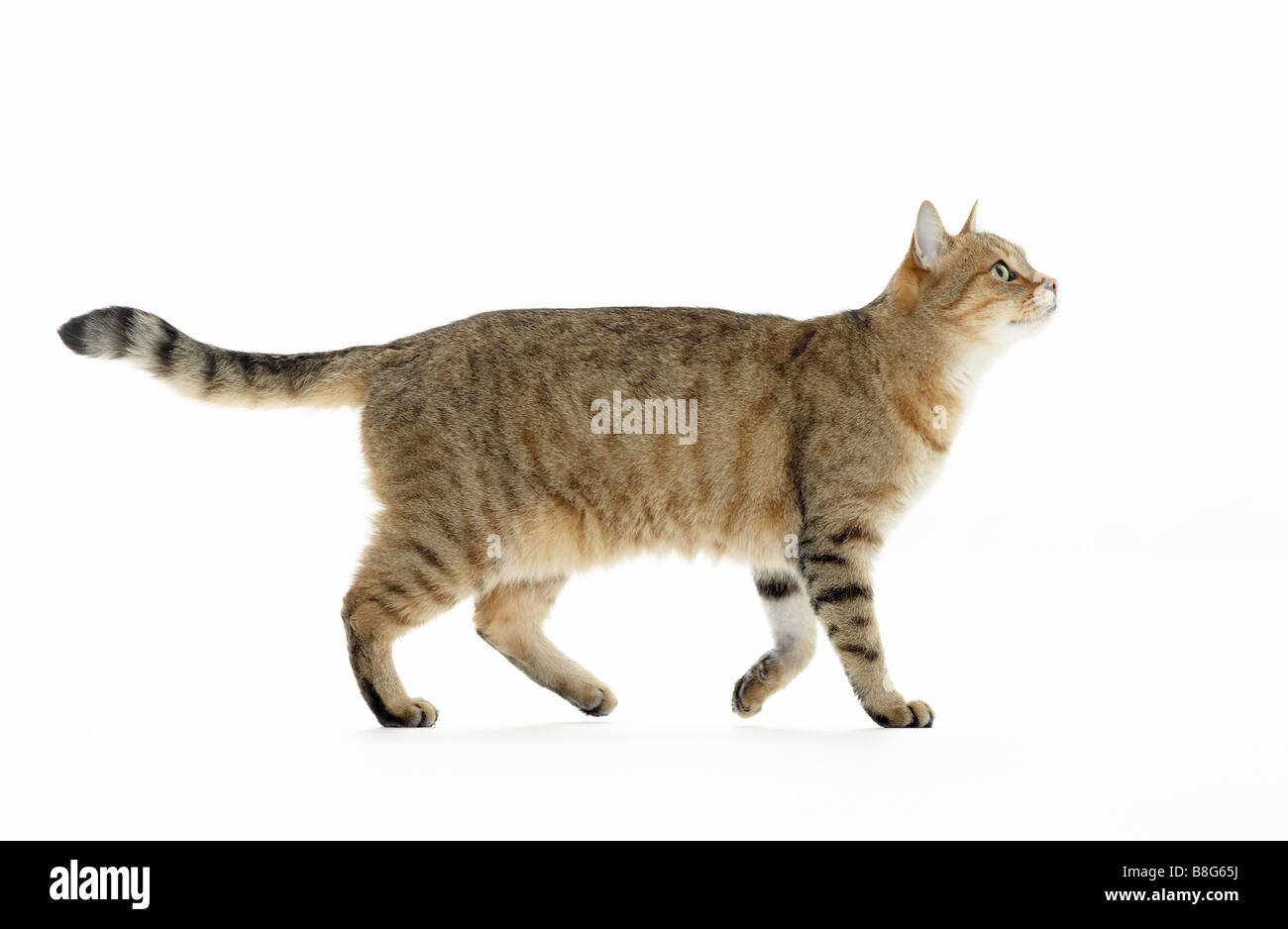 Domestic cat. Tabby adult walking. Studio picture seen against a white ...