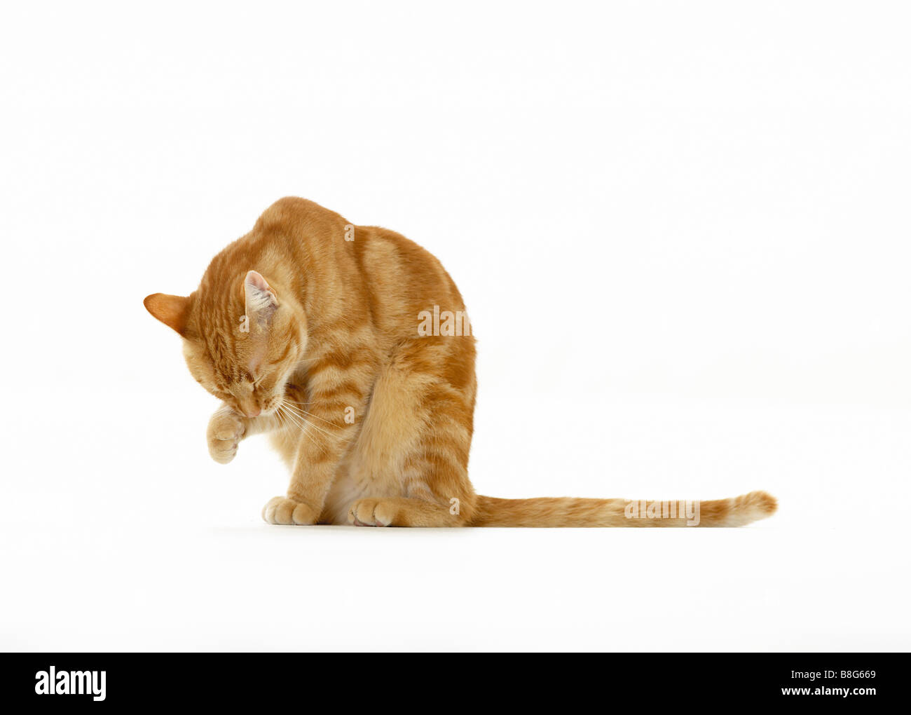 domestic cat preening itself - cut out Stock Photo - Alamy