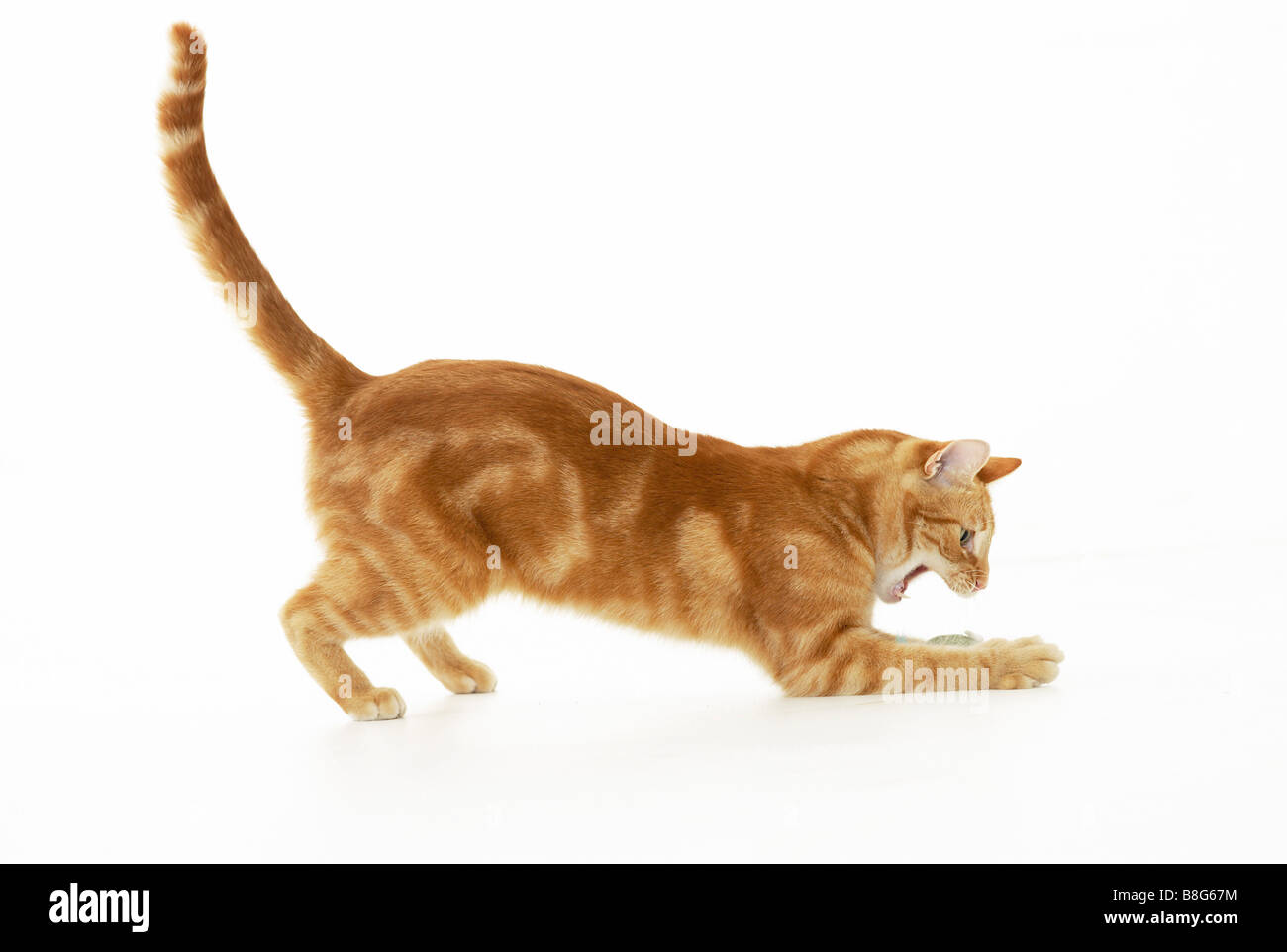 Red cat jumping hi-res stock photography and images - Alamy