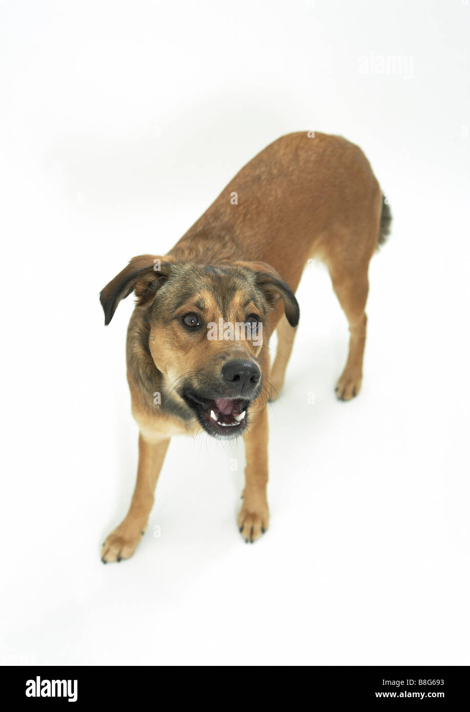 half breed dog - barking - cut out Stock Photo - Alamy