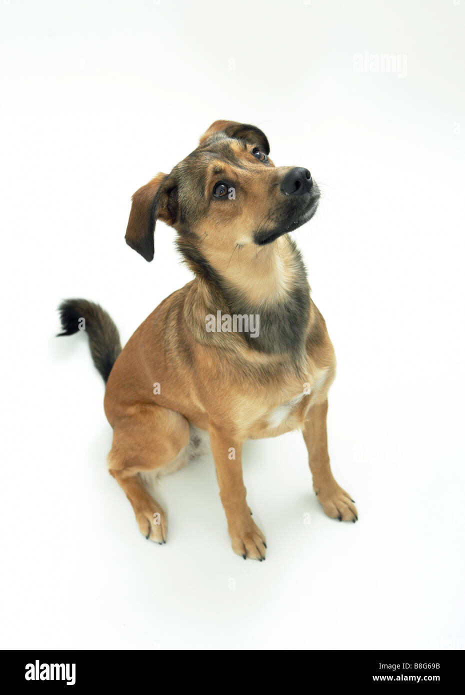 half breed dog - sitting - cut out Stock Photo - Alamy