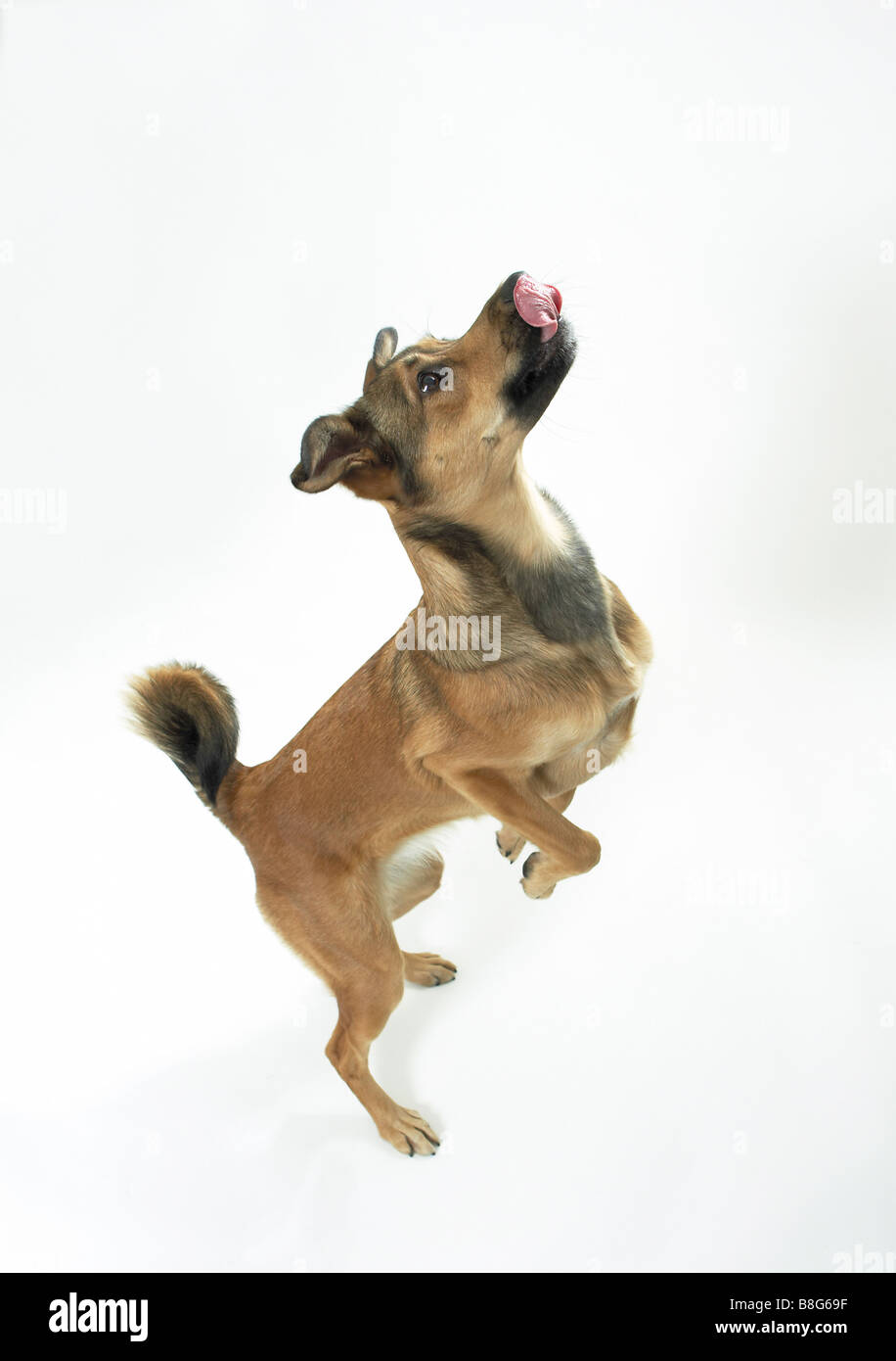 Dog lick Cut Out Stock Images & Pictures - Alamy