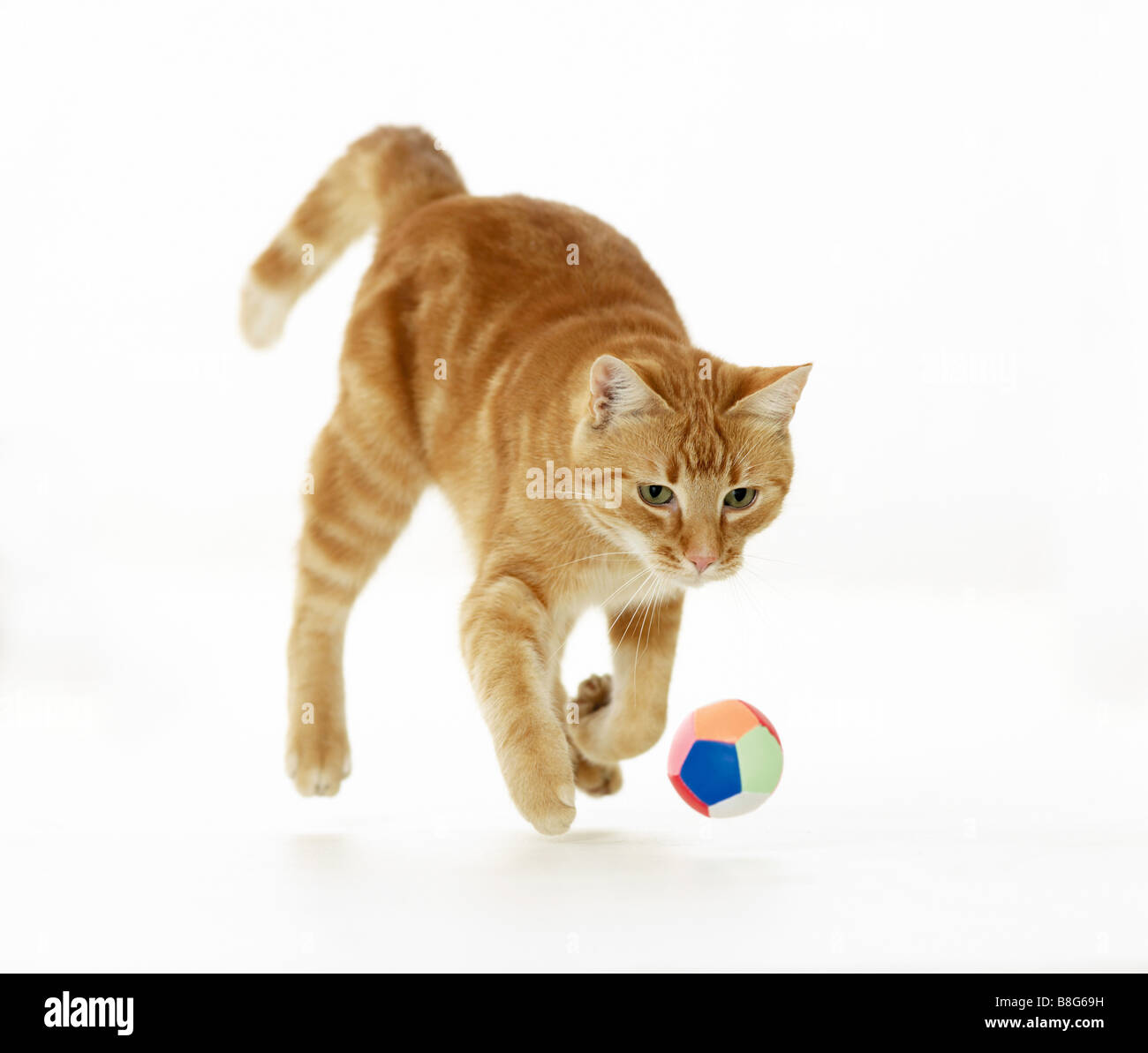Cat cut out playing with ball hi-res stock photography and images - Alamy