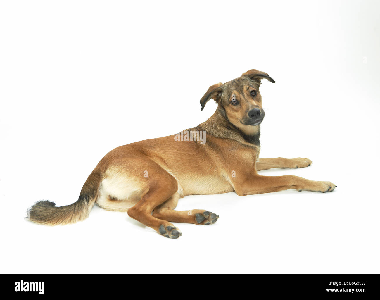 half breed dog - lying - cut out Stock Photo - Alamy