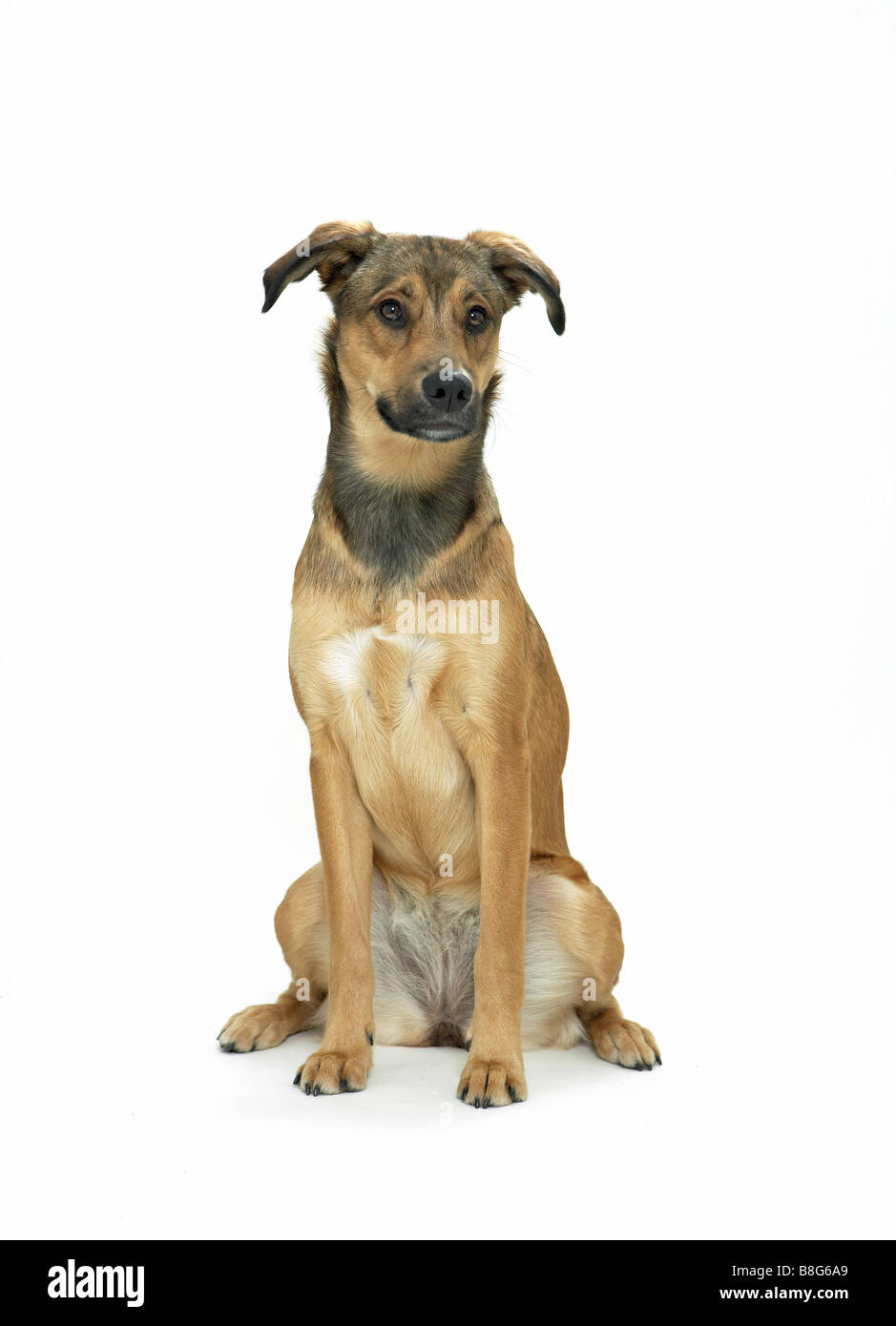 half breed dog - sitting - cut out Stock Photo - Alamy