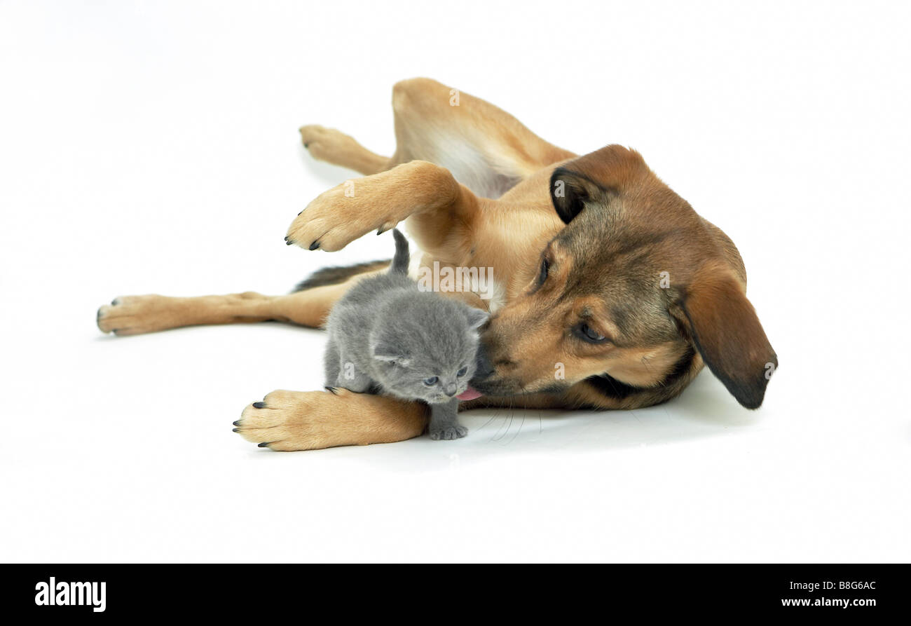 animal friendship : half breed dog and Carthusian kitten Stock Photo ...