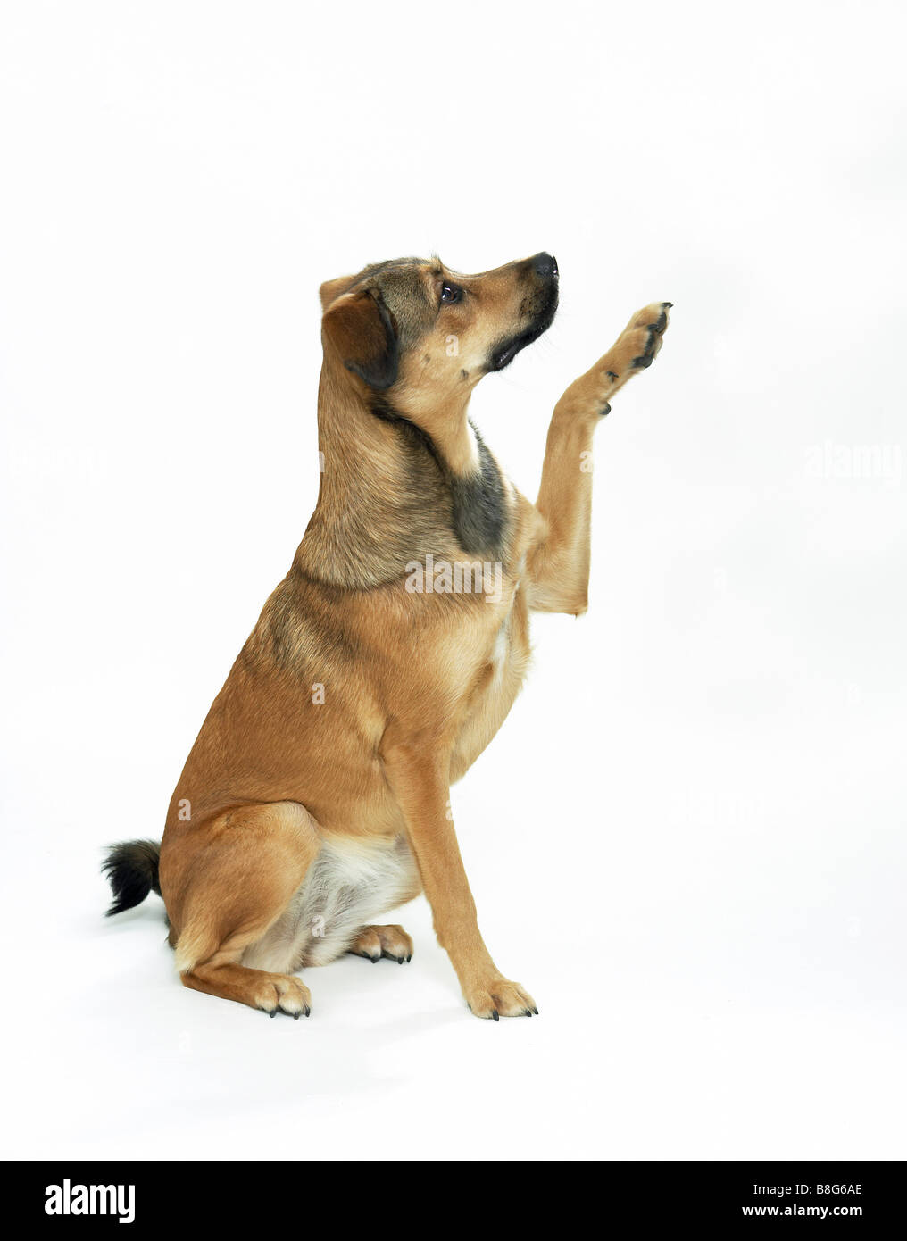 half breed dog - lifting paw - cut out Stock Photo - Alamy