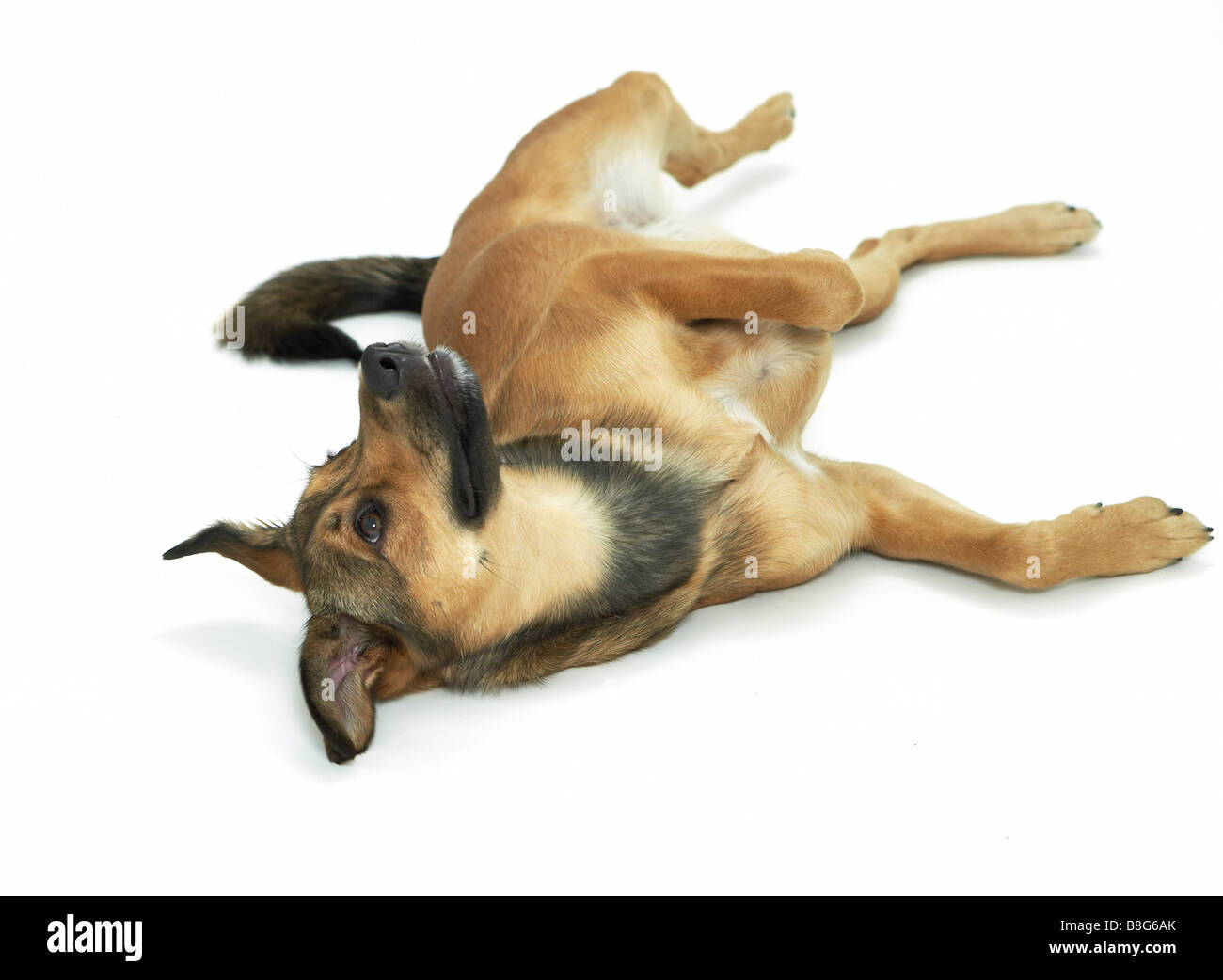 half breed dog - lying - cut out Stock Photo - Alamy