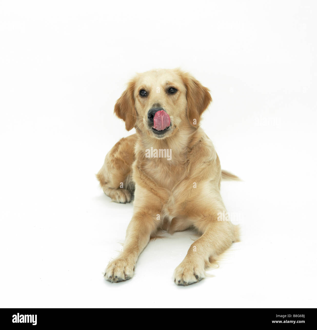 Dog lick Cut Out Stock Images & Pictures - Alamy