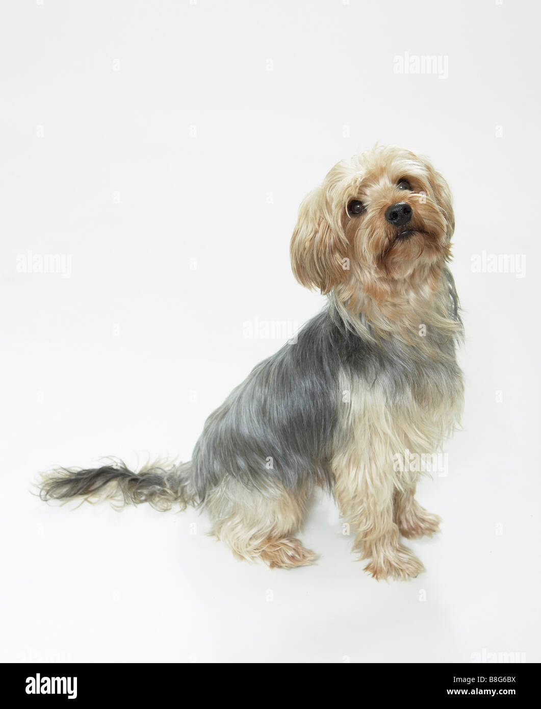 half breed dog - sitting - cut out Stock Photo - Alamy