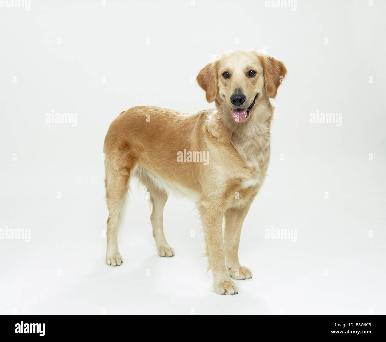 half breed dog - standing - cut out Stock Photo - Alamy