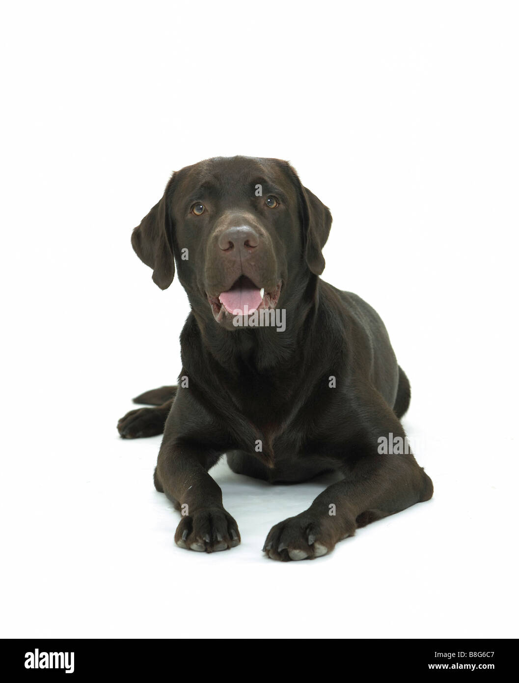 Labrador Retriever - lying - cut out Stock Photo - Alamy