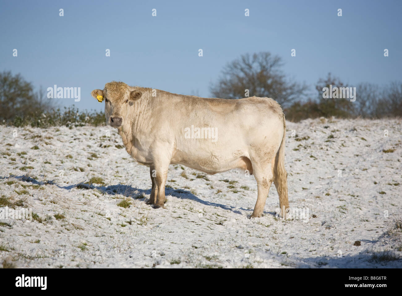 British white cow hi-res stock photography and images - Alamy