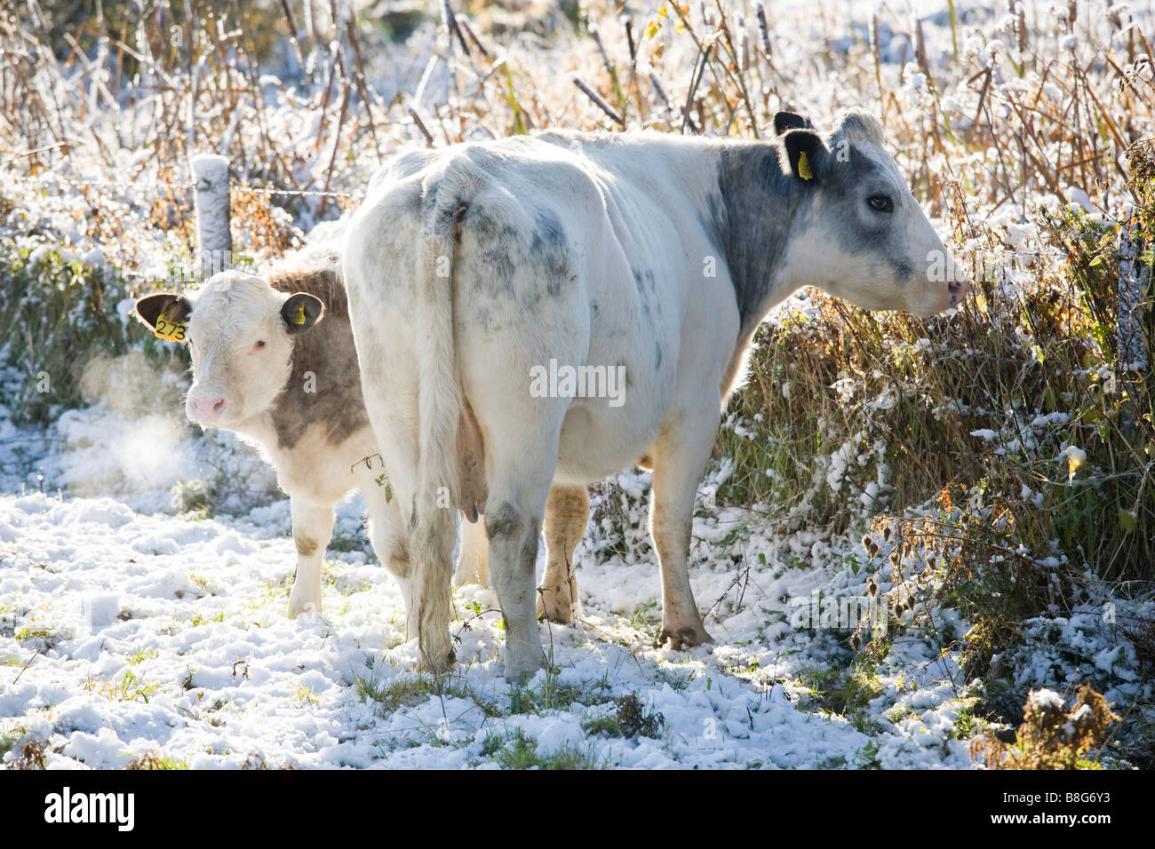 Mother cow with calf hi-res stock photography and images - Alamy
