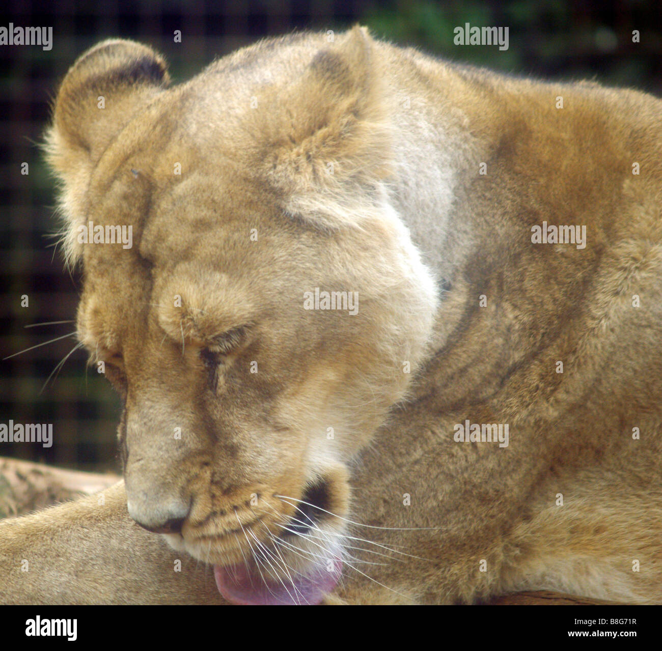 Close up of woman and lion hi-res stock photography and images - Alamy