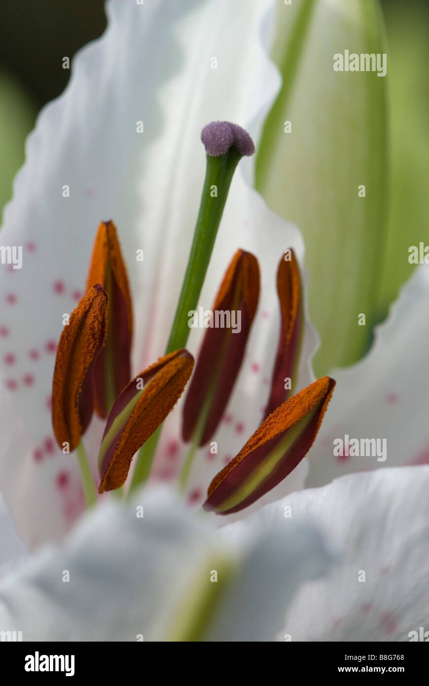 Lily star gazer hi-res stock photography and images - Alamy