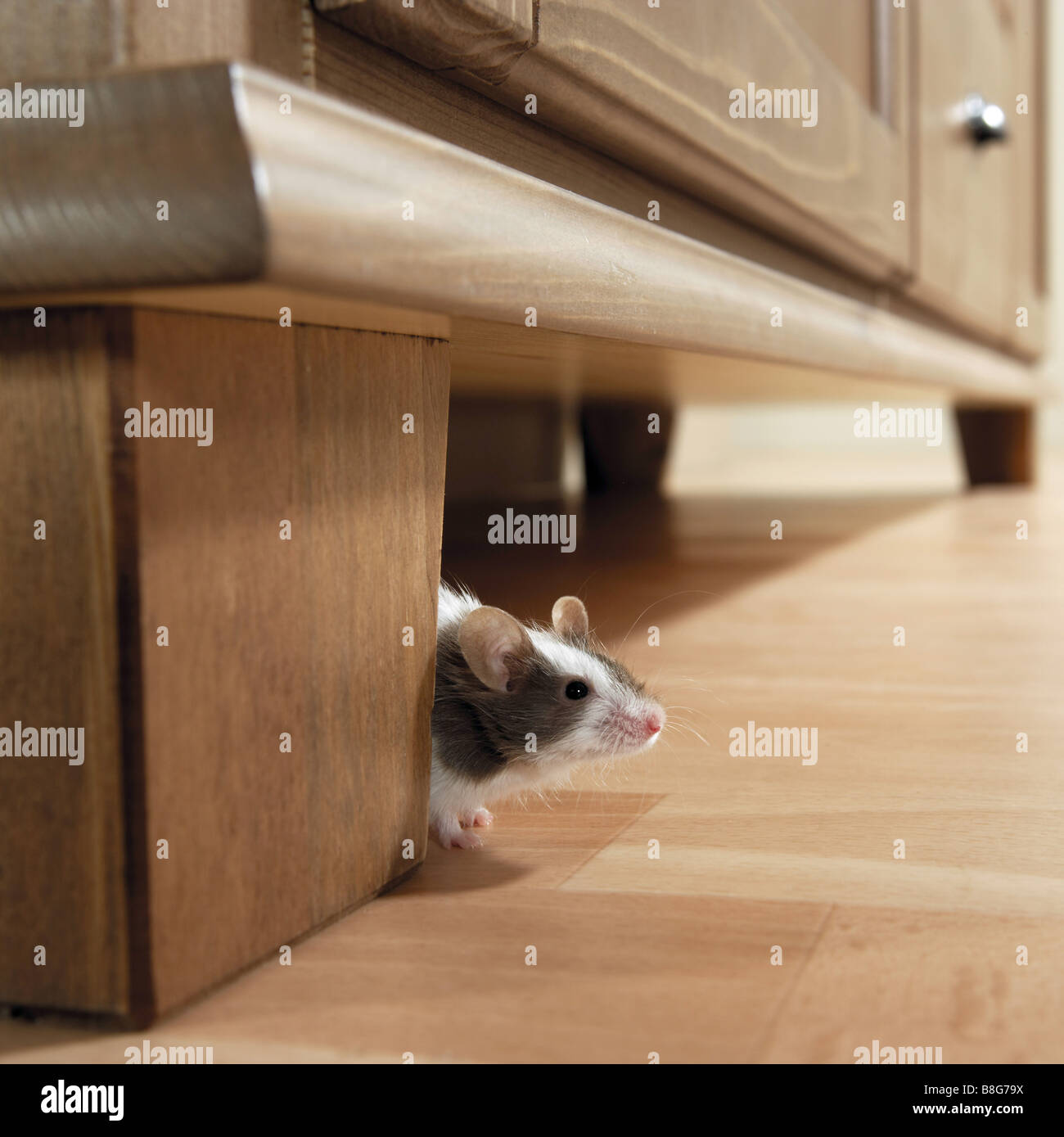fancy mouse under commode Stock Photo - Alamy