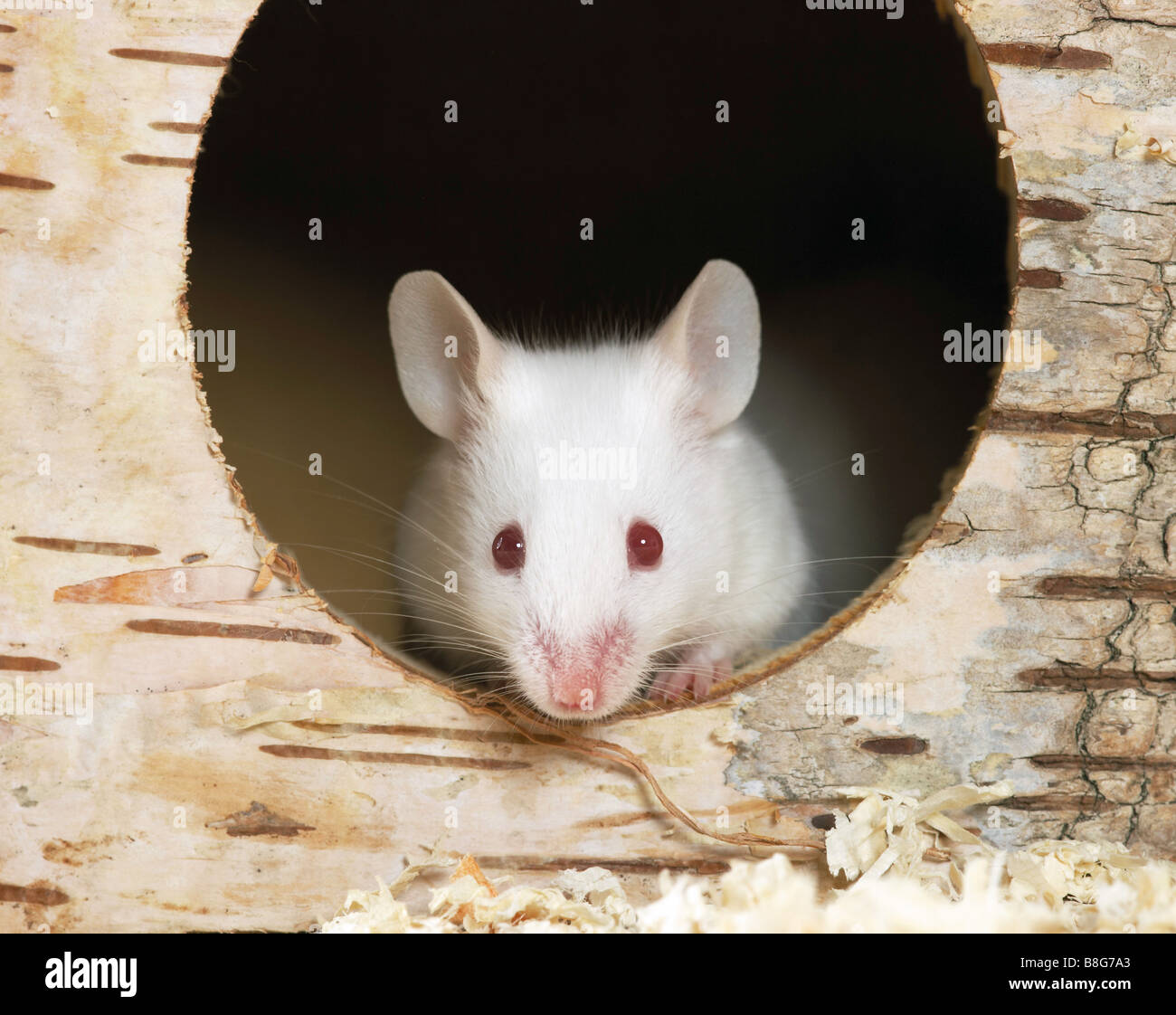 fancy mouse in den Stock Photo - Alamy