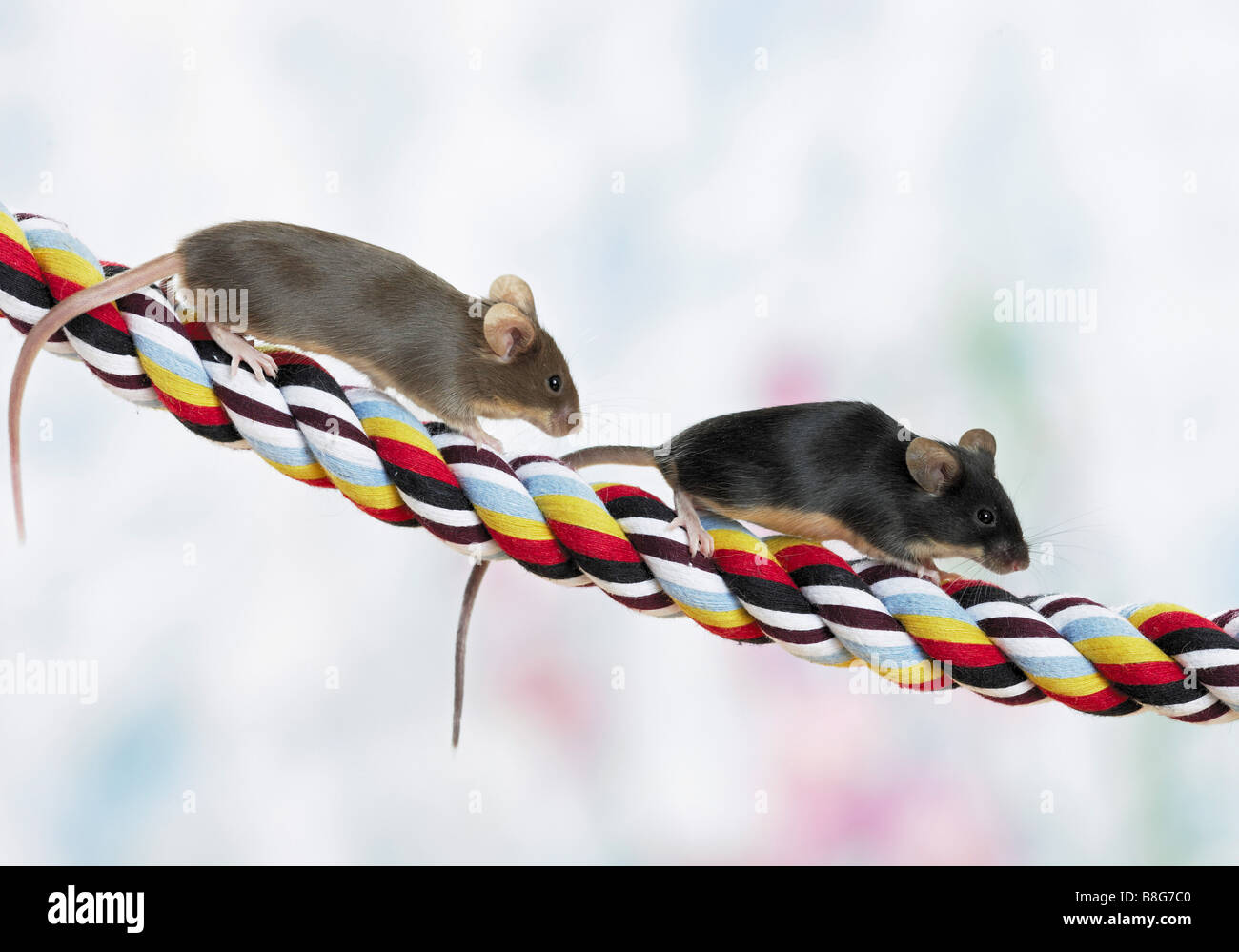 two fancy mice on rope Stock Photo - Alamy
