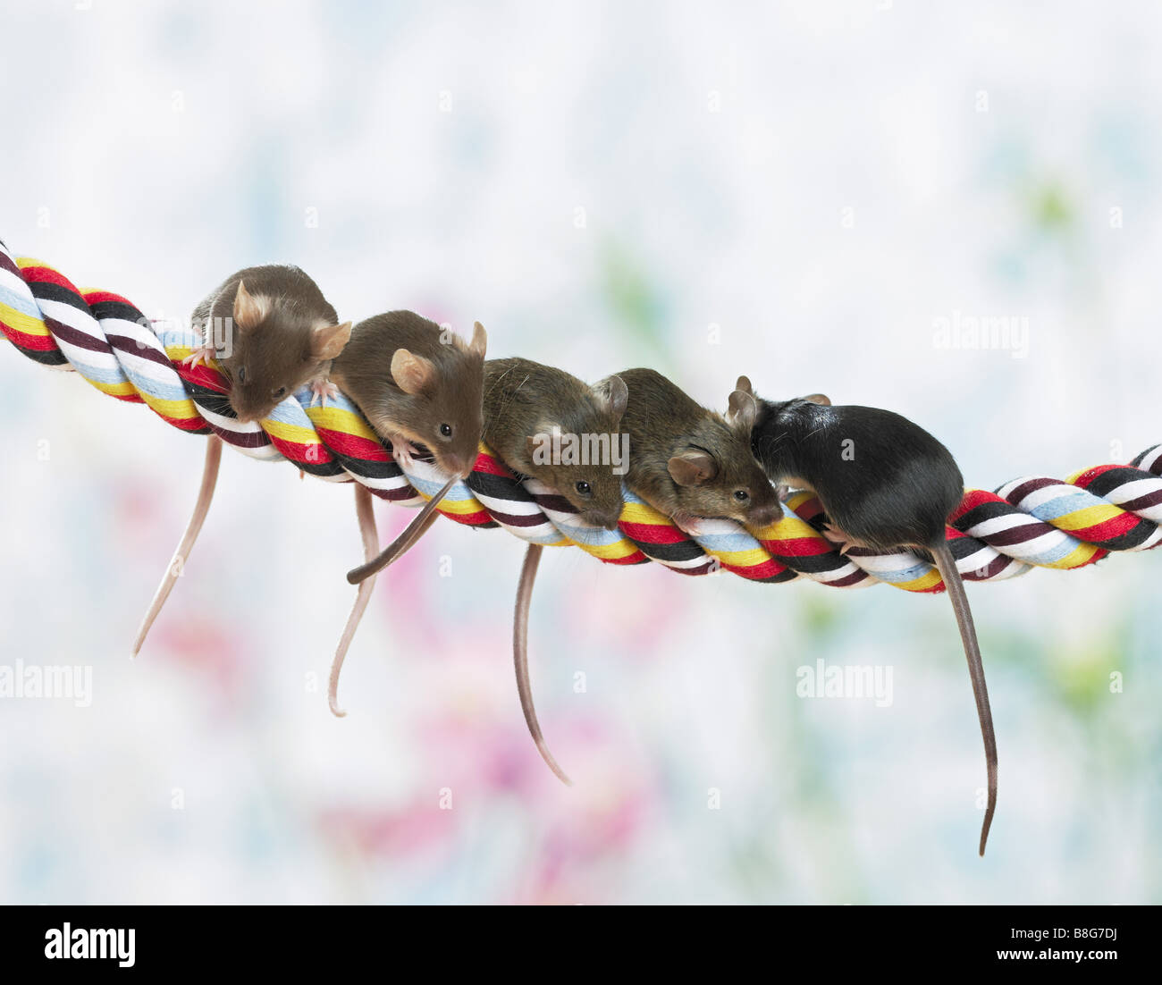 House mice group hi-res stock photography and images - Alamy