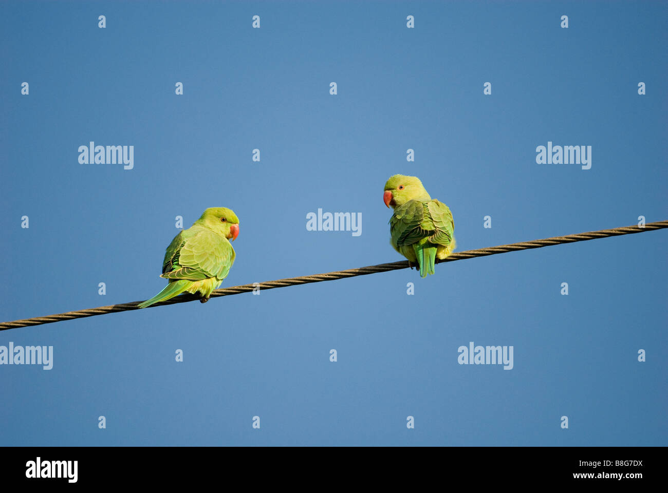 Pair of Ring necked Parrakeet Stock Photo - Alamy