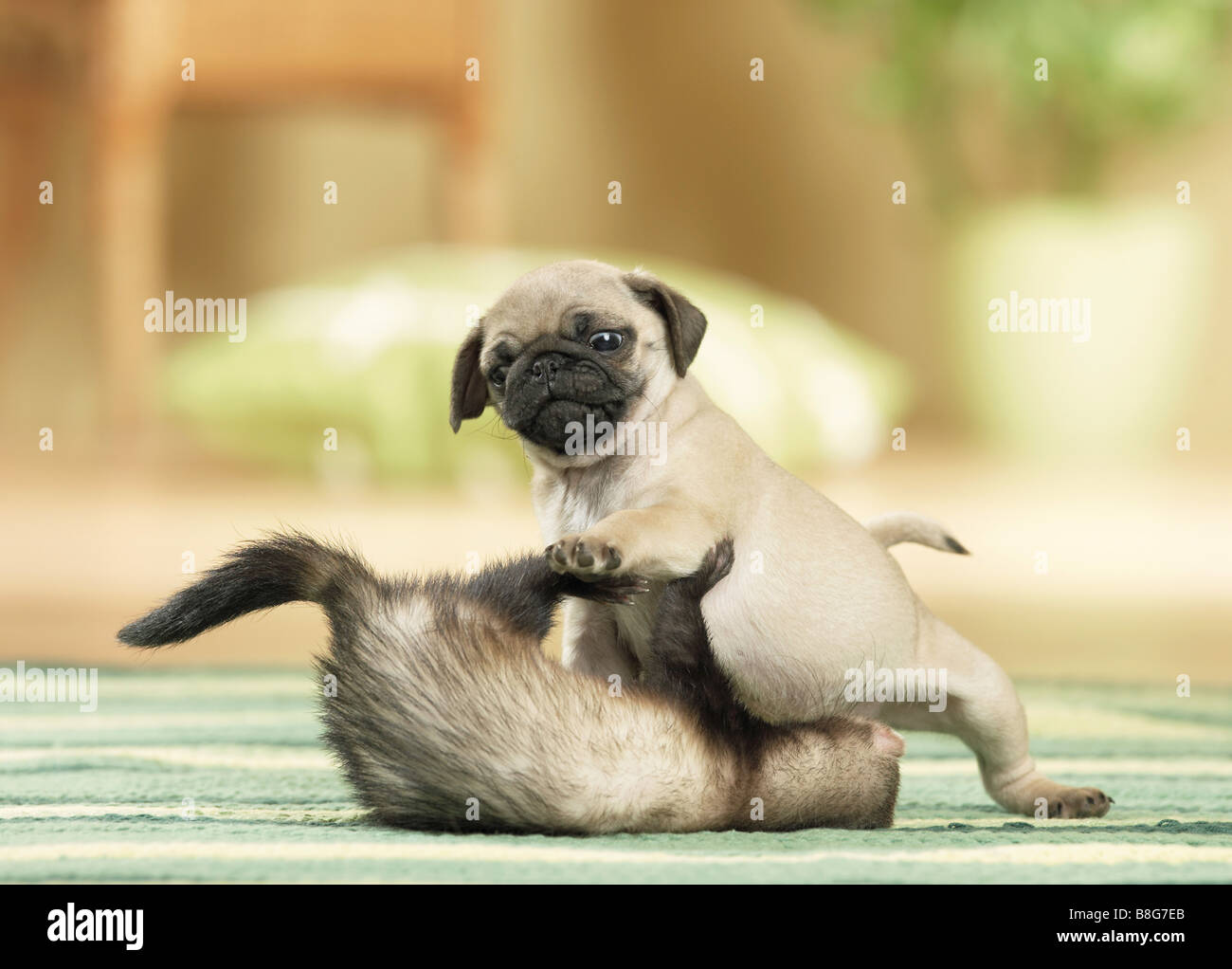 animal friendship : ferret and pug dog puppy Stock Photo - Alamy