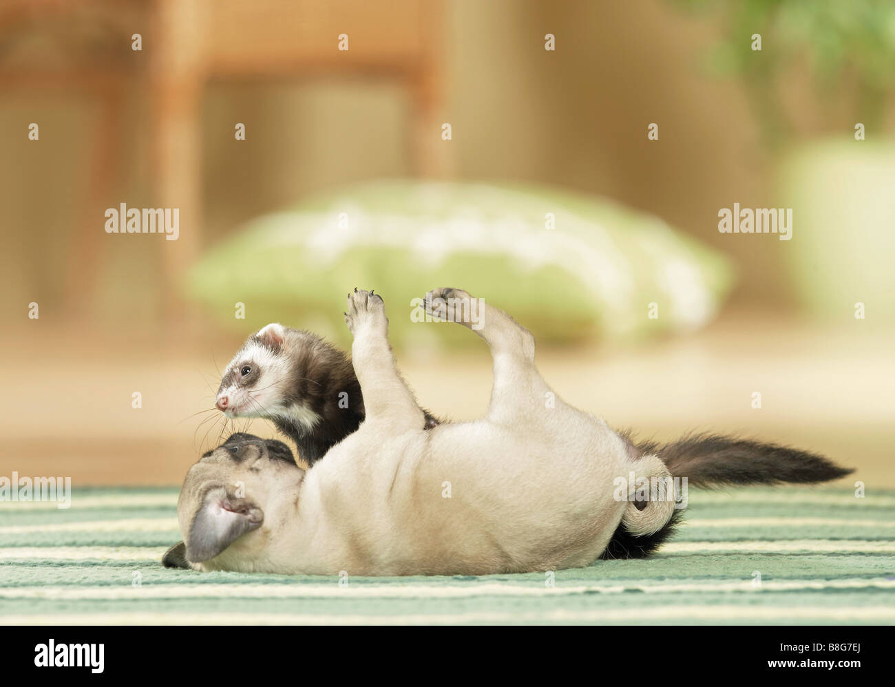 animal friendship : ferret and pug dog puppy Stock Photo - Alamy