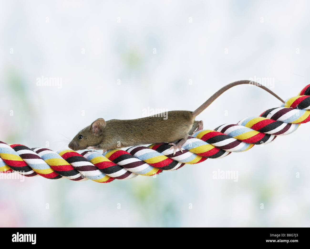 fancy mouse on rope Stock Photo - Alamy