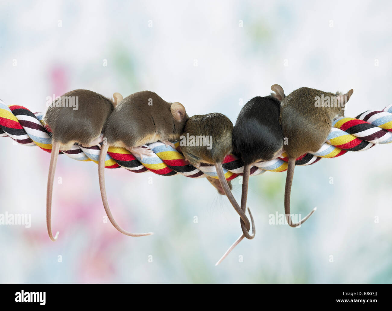 fancy mice on rope Stock Photo - Alamy