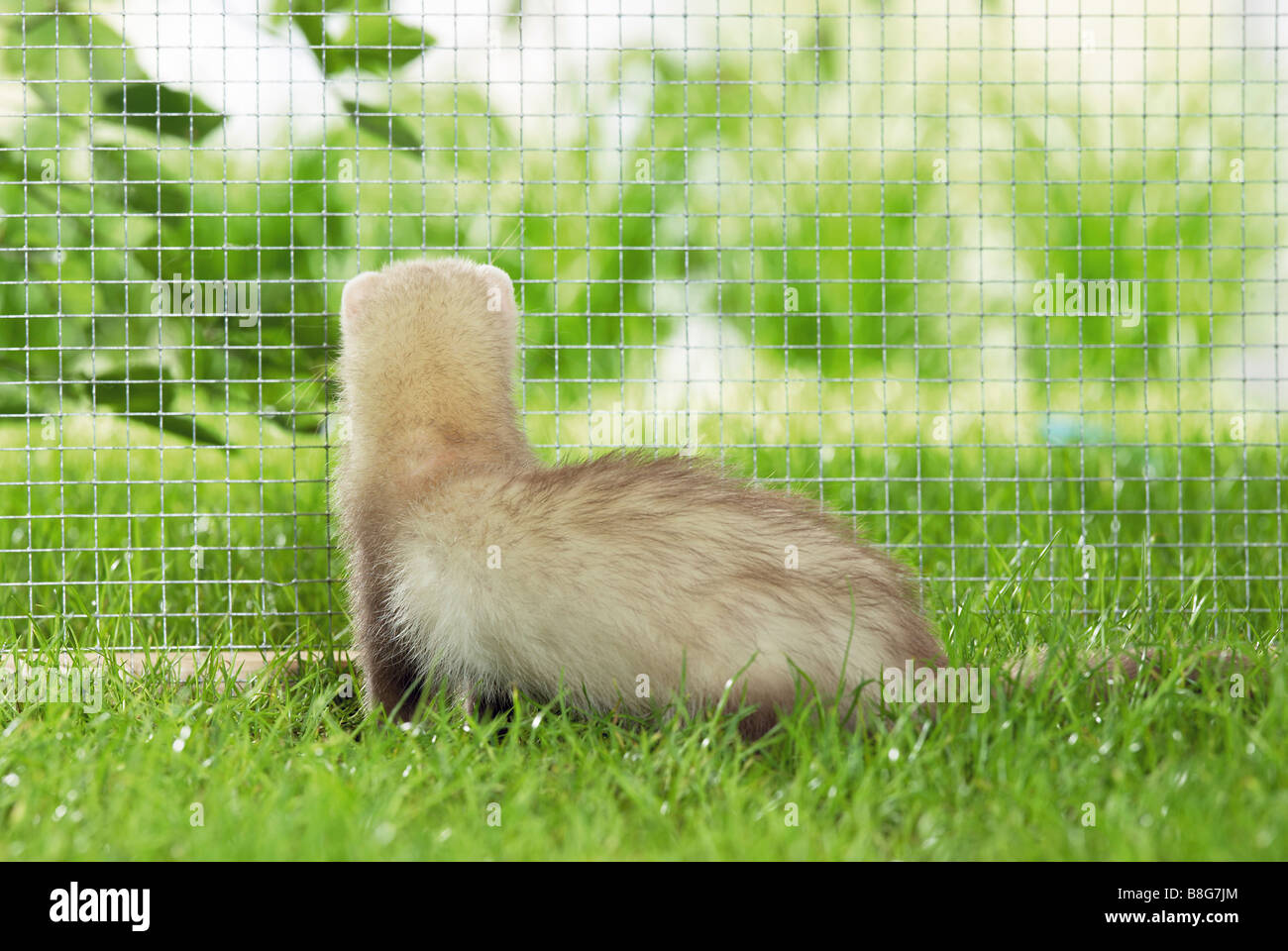 ferret on meadow in outdoor enclosure Stock Photo - Alamy