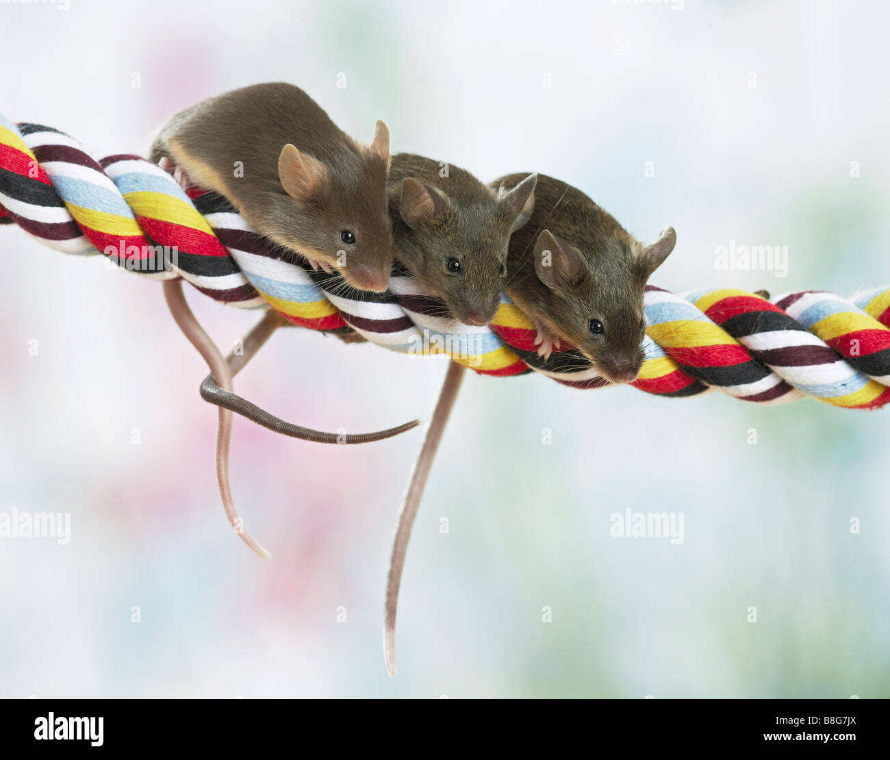 Mice house hi-res stock photography and images - Alamy