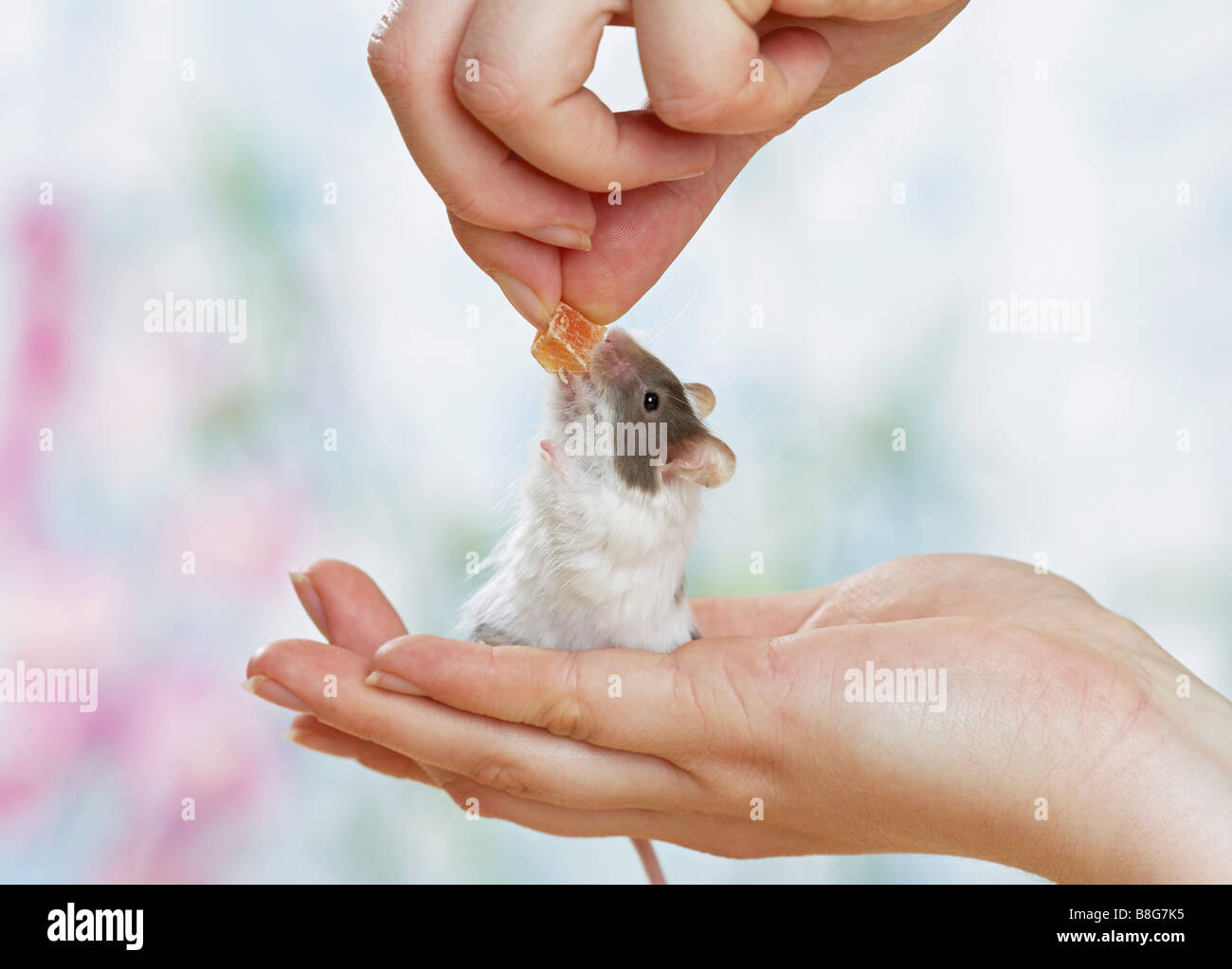 fancy mouse getting food Stock Photo - Alamy