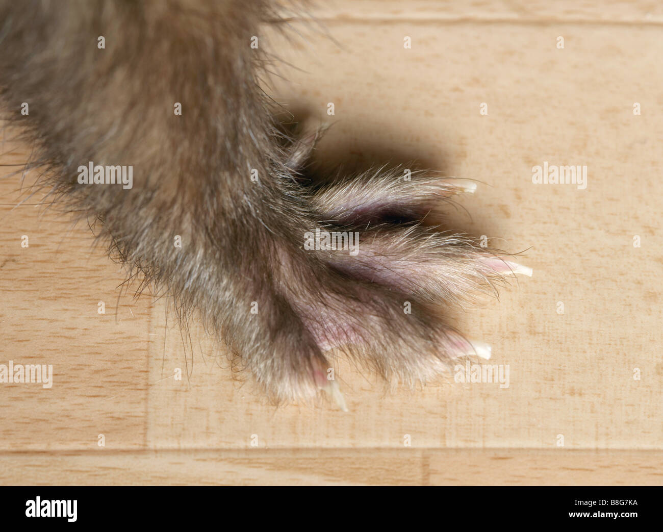 ferret - paw Stock Photo - Alamy