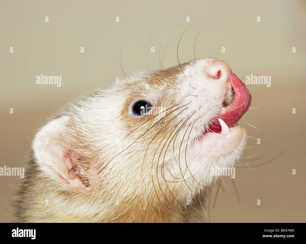 Ferret (Mustela putorius furo). Portrait. Studio picture against a ...