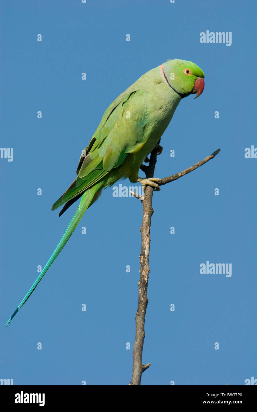 Male Ring necked Parrakeet Stock Photo - Alamy