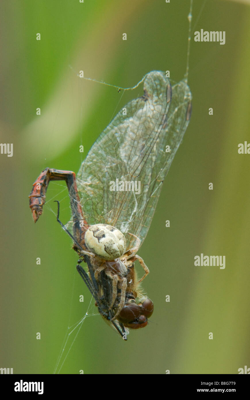 Spider dragonfly hi-res stock photography and images - Alamy