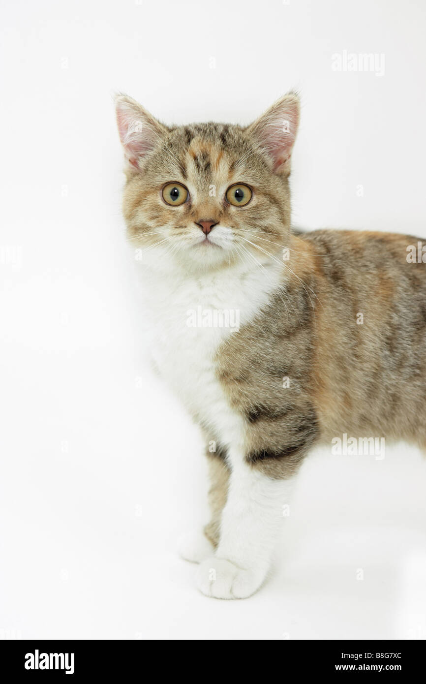 domestic cat - kitten - cut out Stock Photo - Alamy