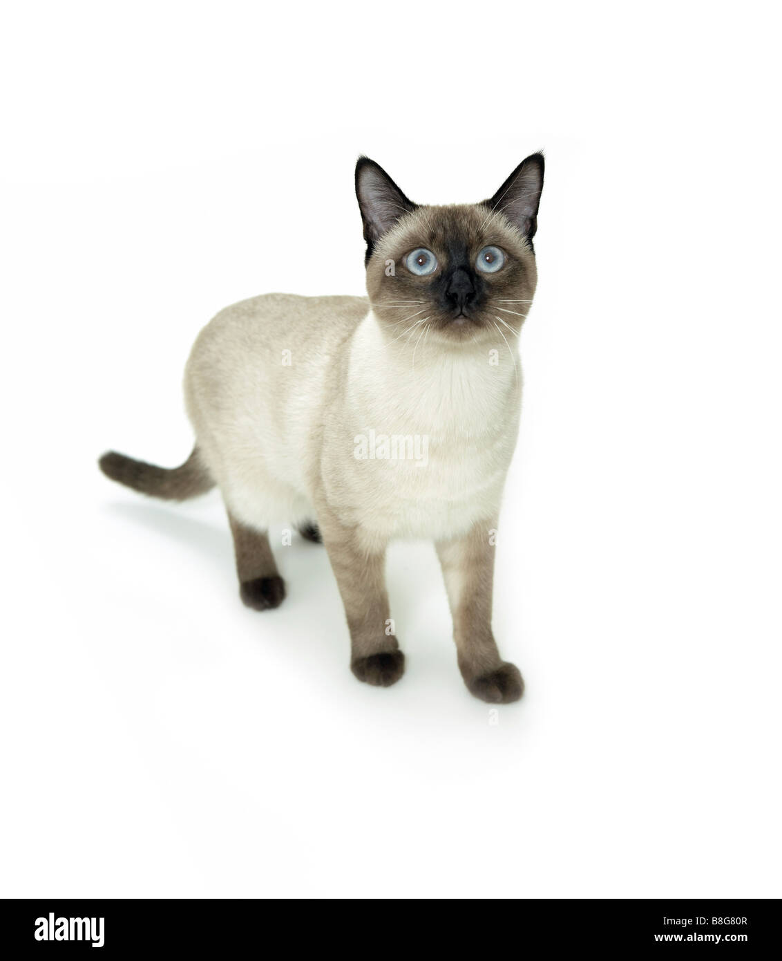Siamese cat - standing - cut out Stock Photo - Alamy