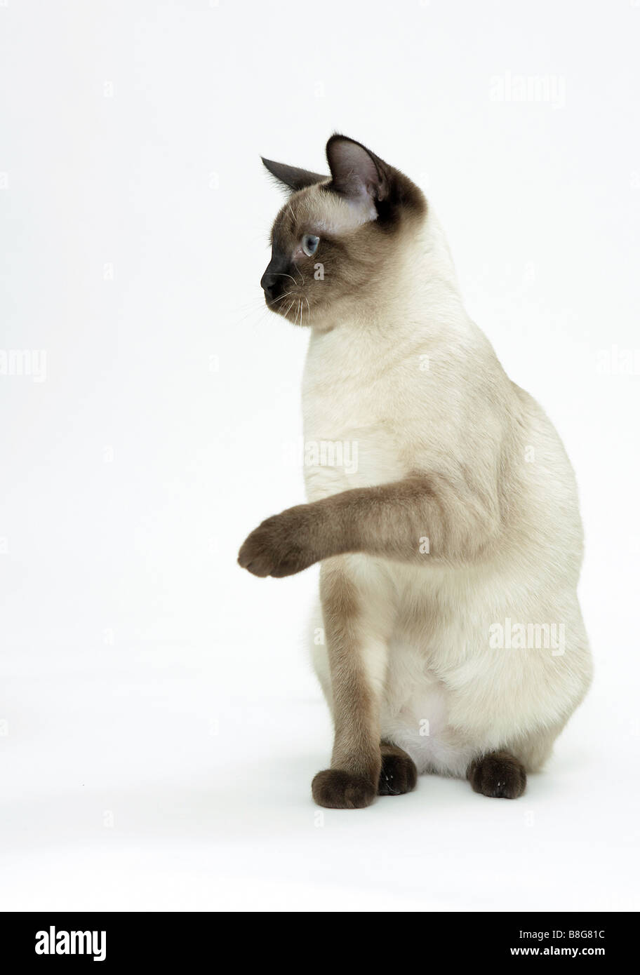 Siamese cat sitting on its haunches, cut out Stock Photo - Alamy